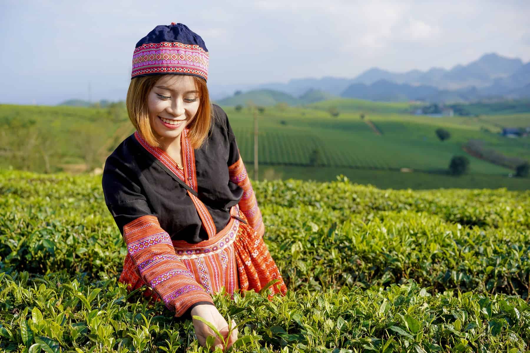 Single Origin Teas | Coffee Cartel