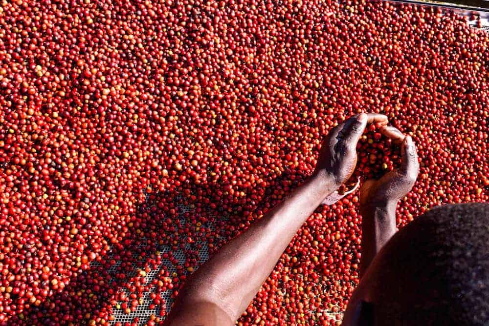 WHAT IS A NATURAL PROCESSED COFFEE